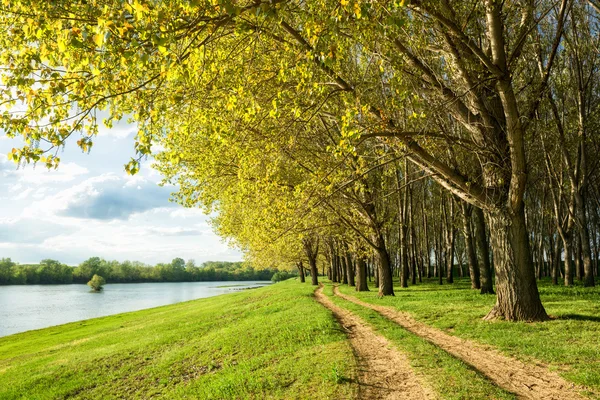 forest and ground road near river - Stock Image - Everypixel