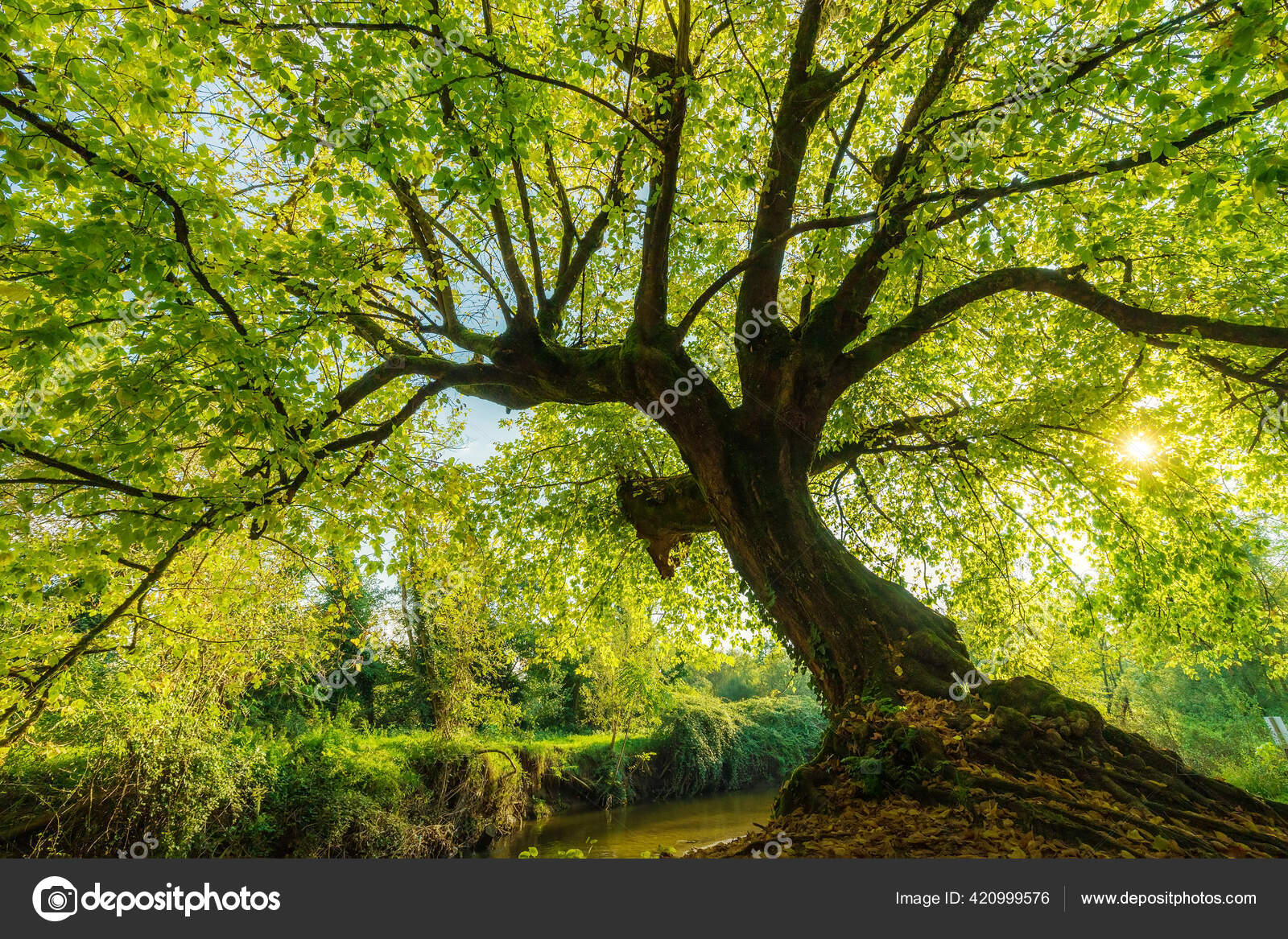 Large Negundo Maple Tree Bending River — Stock Photo © smithore #420999576