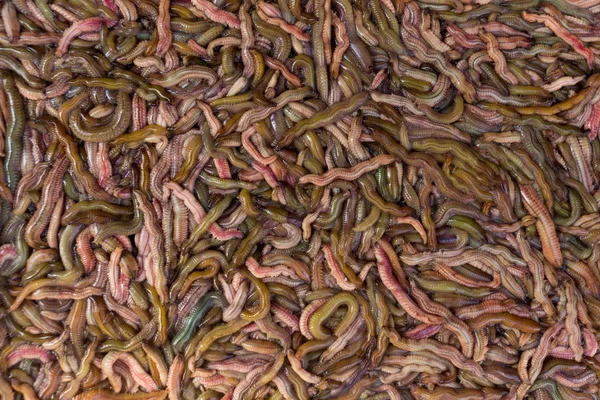 Sandworm Stock Photos, Royalty Free Sandworm Images | Depositphotos