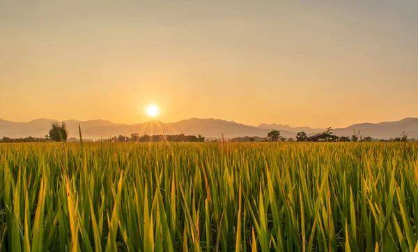 Rice field sunset Stock Photos, Royalty Free Rice field sunset Images ...