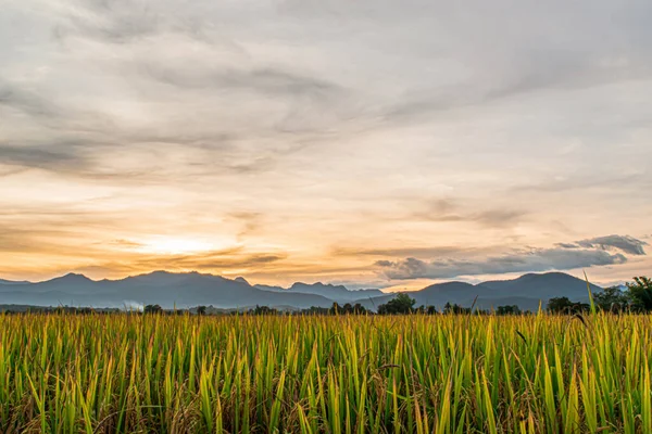Rice field sunset Stock Photos, Royalty Free Rice field sunset Images ...