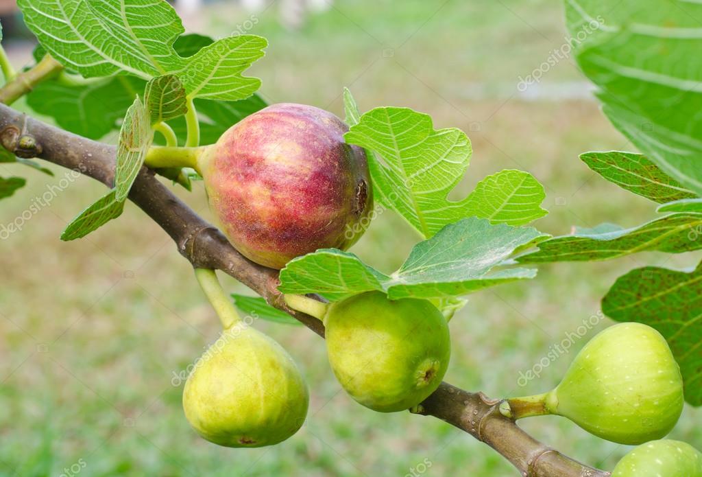 Fichi maturi sul ramo di un albero di fico — Foto Stock © bentaboe ...