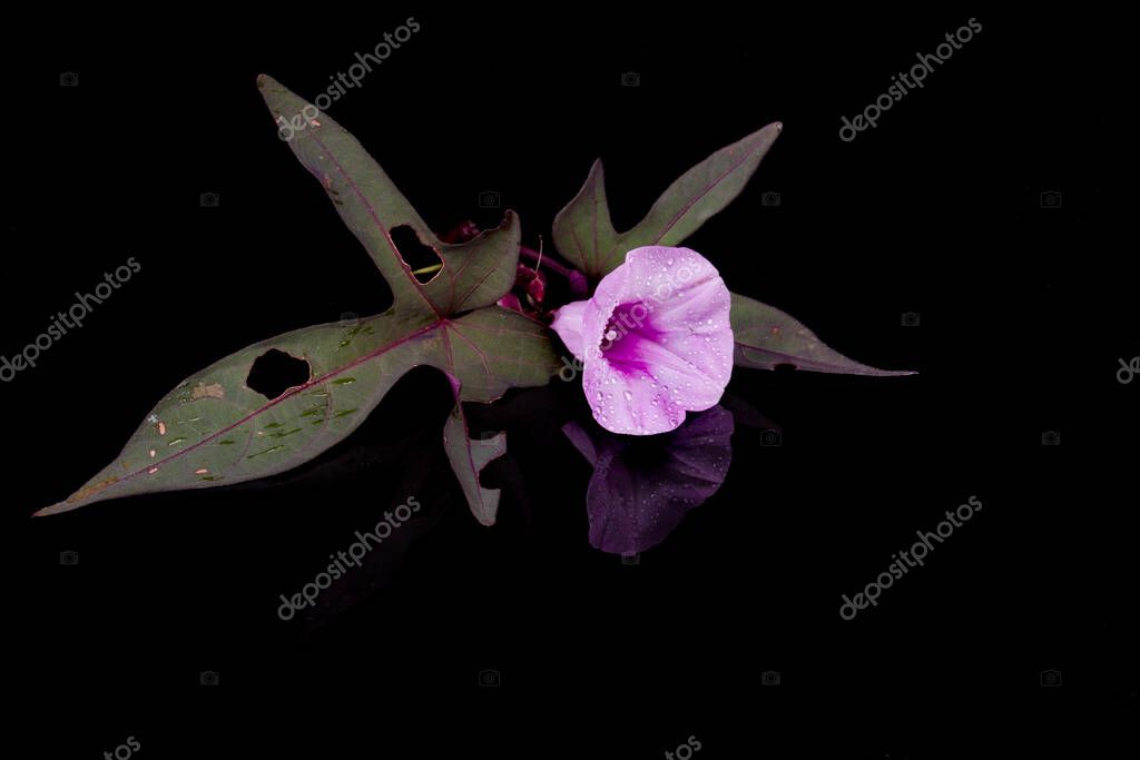 La batata (Ipomoea batatas) es una planta dicotiled nea que pertenece a ...