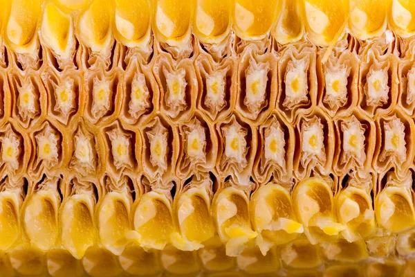 Corn teeth Stock Photos, Royalty Free Corn teeth Images | Depositphotos