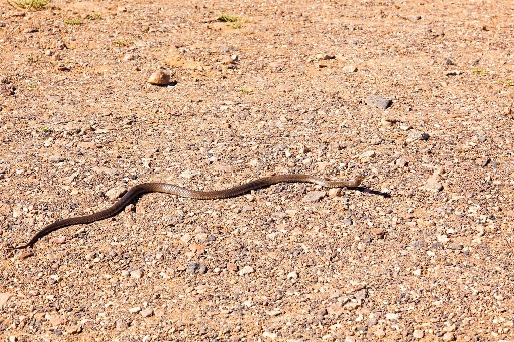 Brown snake Stock Photo by ©markrhiggins 54723825