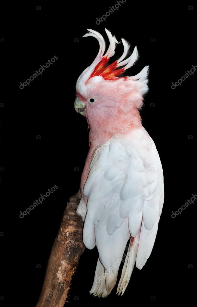 Major mitchell parrot Stock Photo by ©markrhiggins 66853703