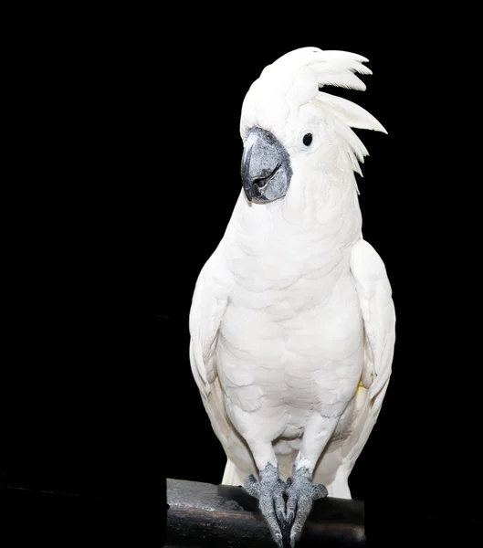 Major mitchell parrot Stock Photo by ©markrhiggins 66853703