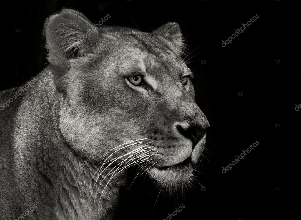 León Riendo En Blanco Y Negro