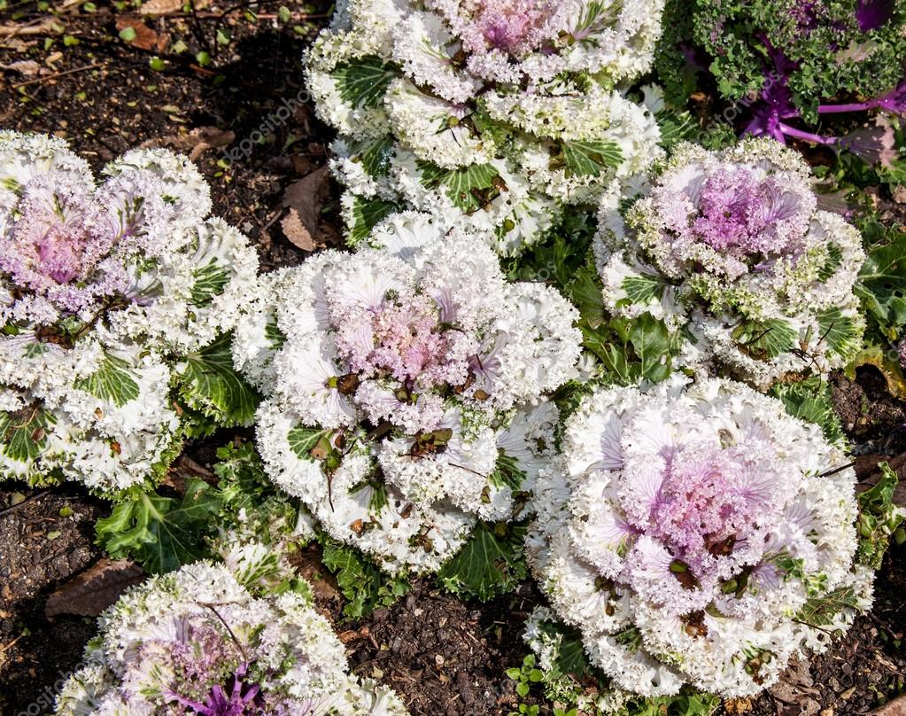 Unusual Sight Gardens Ornamental Cabbage — Stock Photo © markrhiggins ...