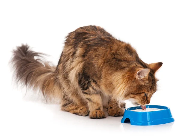 Lèvres de lécher la chat images libres de droit, photos de Lèvres de ...