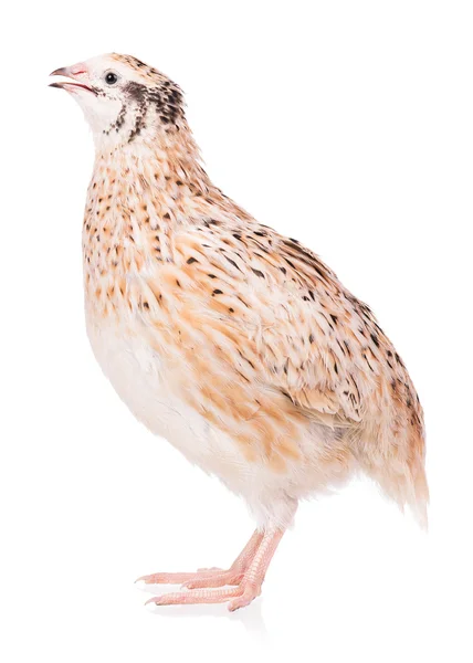 Cute quail Stock Photos, Royalty Free Cute quail Images | Depositphotos