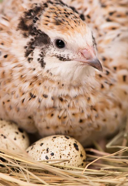 Cute quail Stock Photos, Royalty Free Cute quail Images | Depositphotos