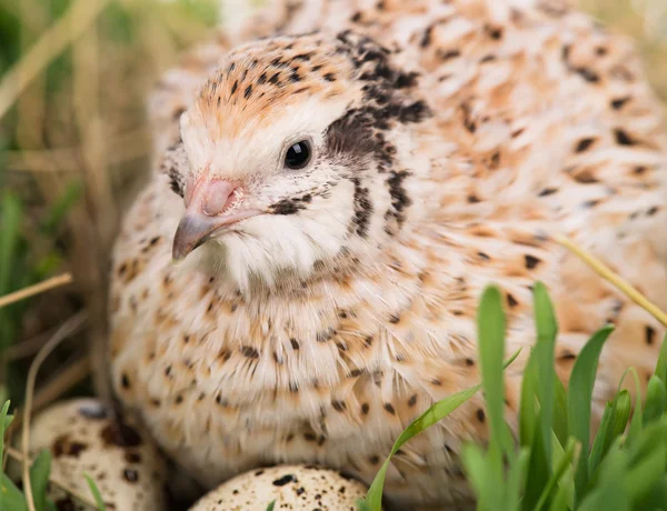Cute quail Stock Photos, Royalty Free Cute quail Images | Depositphotos