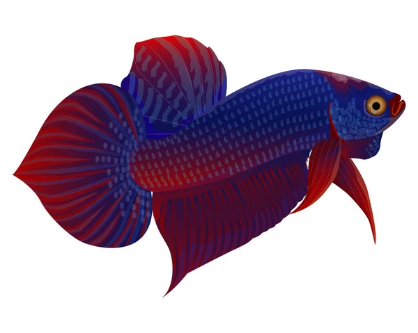 100,000 Realistic tropical fish Vector Images | Depositphotos