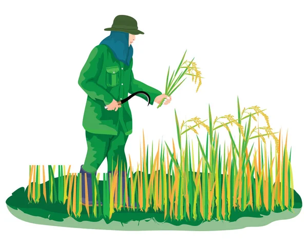 29,731,599 Rice farmer Vector Images | Depositphotos