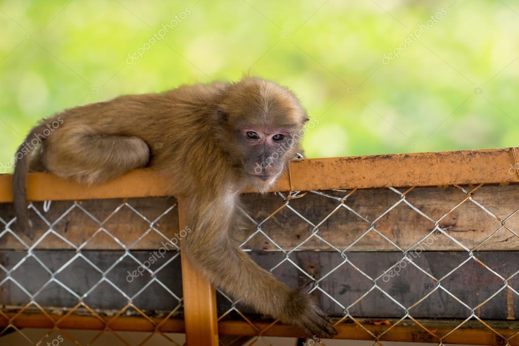 Mono colgando en valla con fondo bokeh 2022