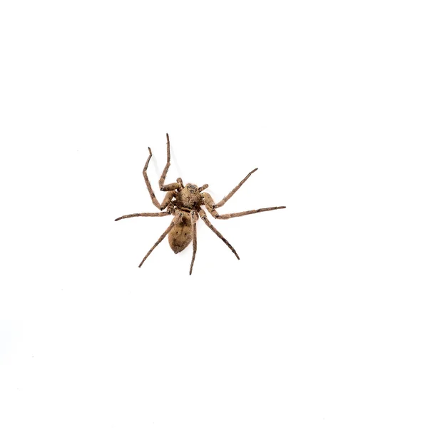 Fiddleback spider Stock Photos, Royalty Free Fiddleback spider Images ...