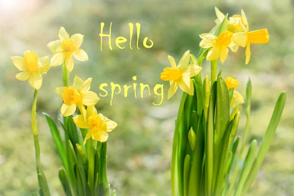 Hello spring Stock Photos, Royalty Free Hello spring Images | Depositphotos