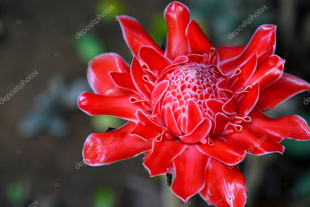 Red flower torch ginger in natural — Stock Photo © bennyartist #82451204