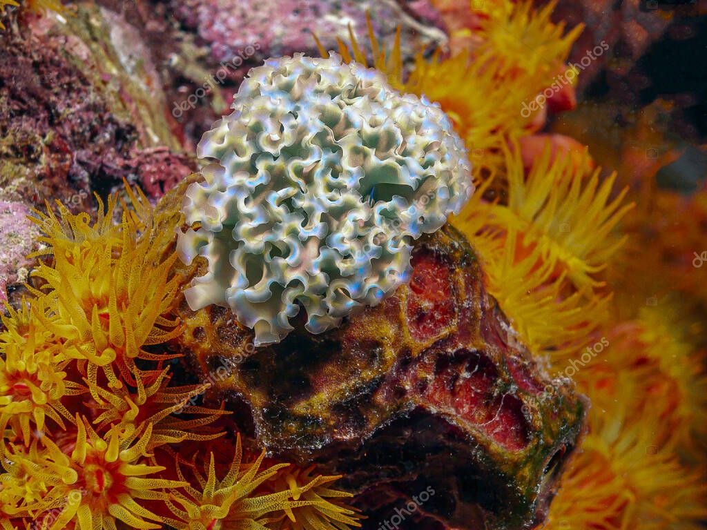 Elysia crispata, nombre común la lechuga babosa de mar, es una especie ... Elysia crispata, nombre común la lechuga babosa de mar, es una especie ...