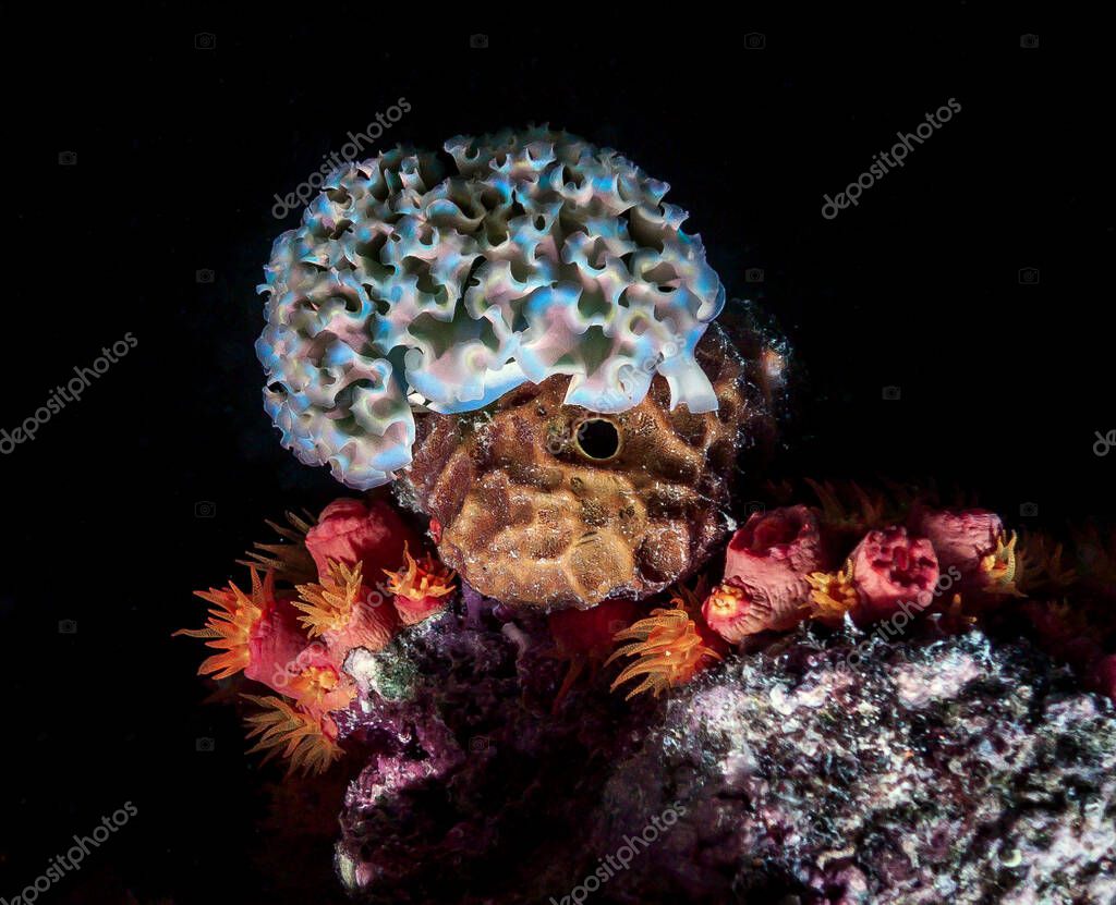 Elysia crispata, nombre común la lechuga babosa de mar, es una especie ... Elysia crispata, nombre común la lechuga babosa de mar, es una especie ...
