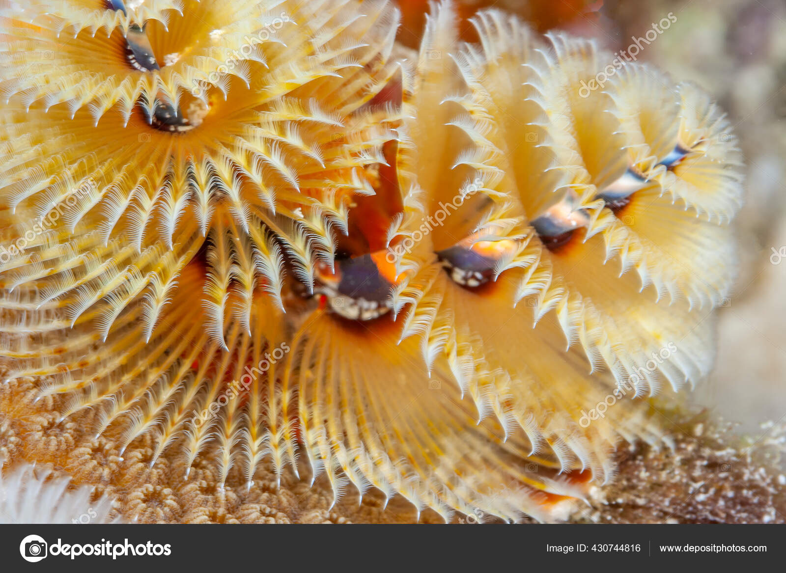 Tube Worm