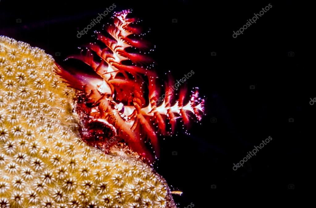 Spirobranchus giganteus, Christmas tree worms Stock Photo by ...