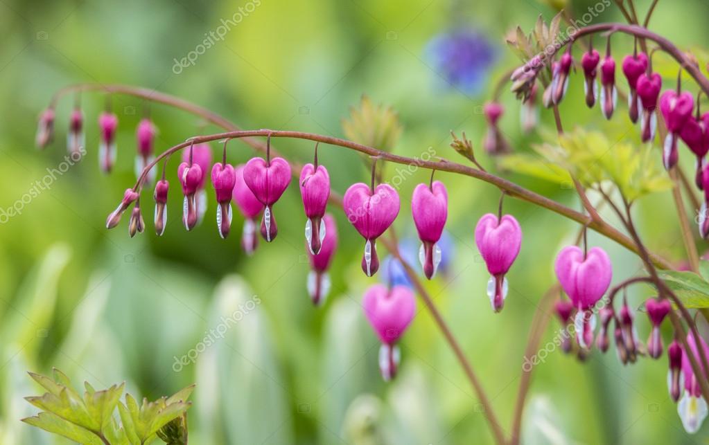 Lamprocapnos spectabilis ,bleeding hear — Stock Photo © johnanderson ...
