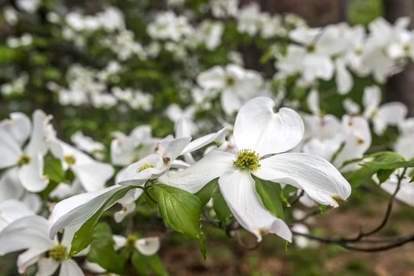 Dogwood Stock Photos, Royalty Free Dogwood Images | Depositphotos