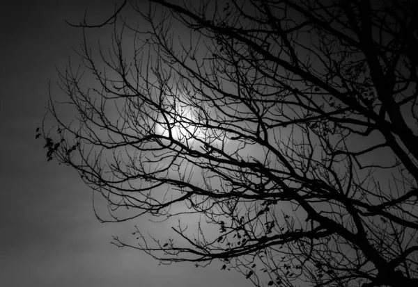 Dark tree Stock Photos, Royalty Free Dark tree Images | Depositphotos