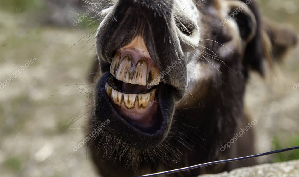 Dientes de burro divertido en establo, animales salvajes, mamíferos 2023