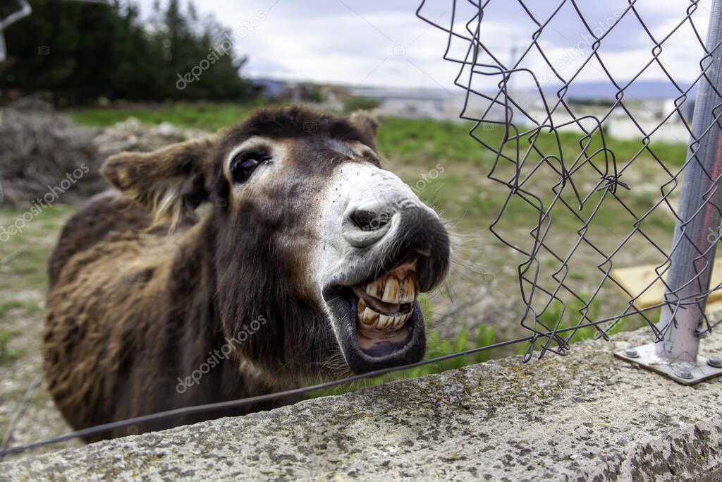Dientes de burro divertido en establo, animales salvajes, mamíferos 2023