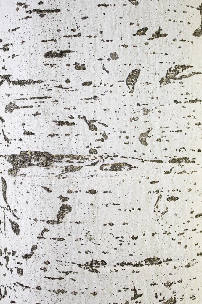 Texture of tree Stock Photo by ©celiafoto 53434371