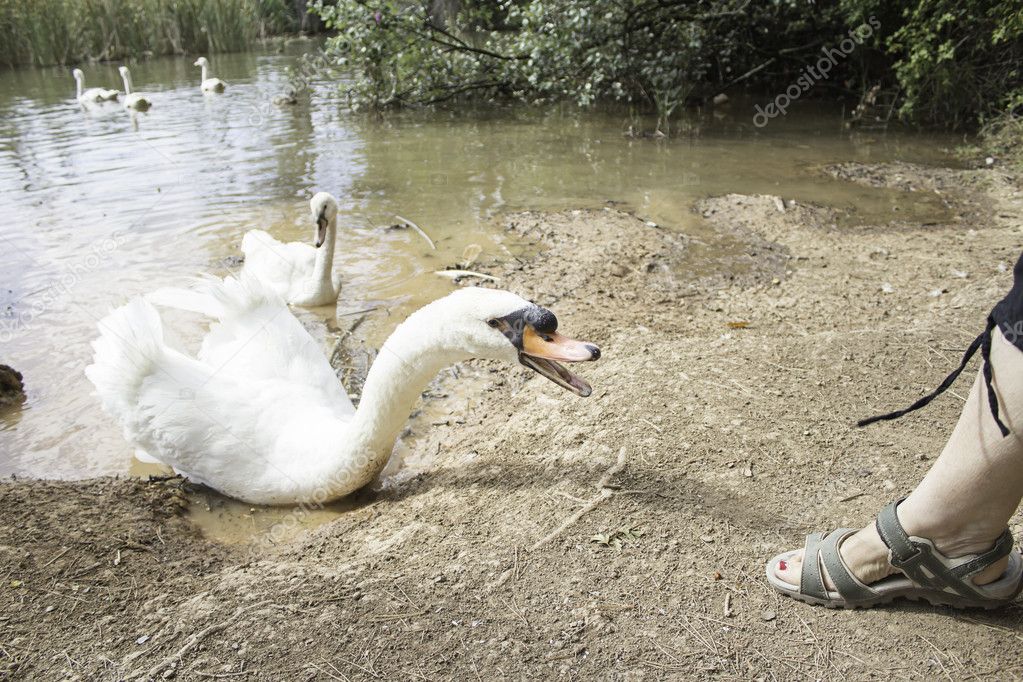 Swan attacking park Stock Photo by ©celiafoto 53501047