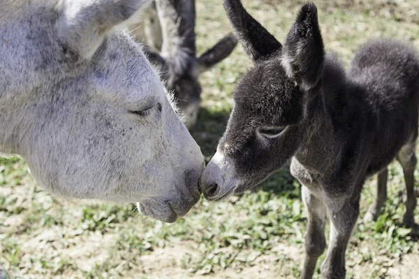 Little donkey Stock Photos, Royalty Free Little donkey Images ...