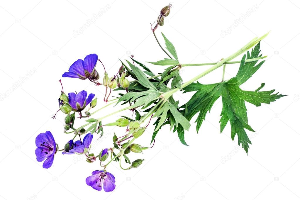 Planta medicinal Geranio del prado (Geranium pratense) 2022