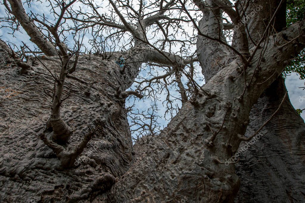 Se cree que el tronco de un baobab tiene alrededor de 500 años en la ...
