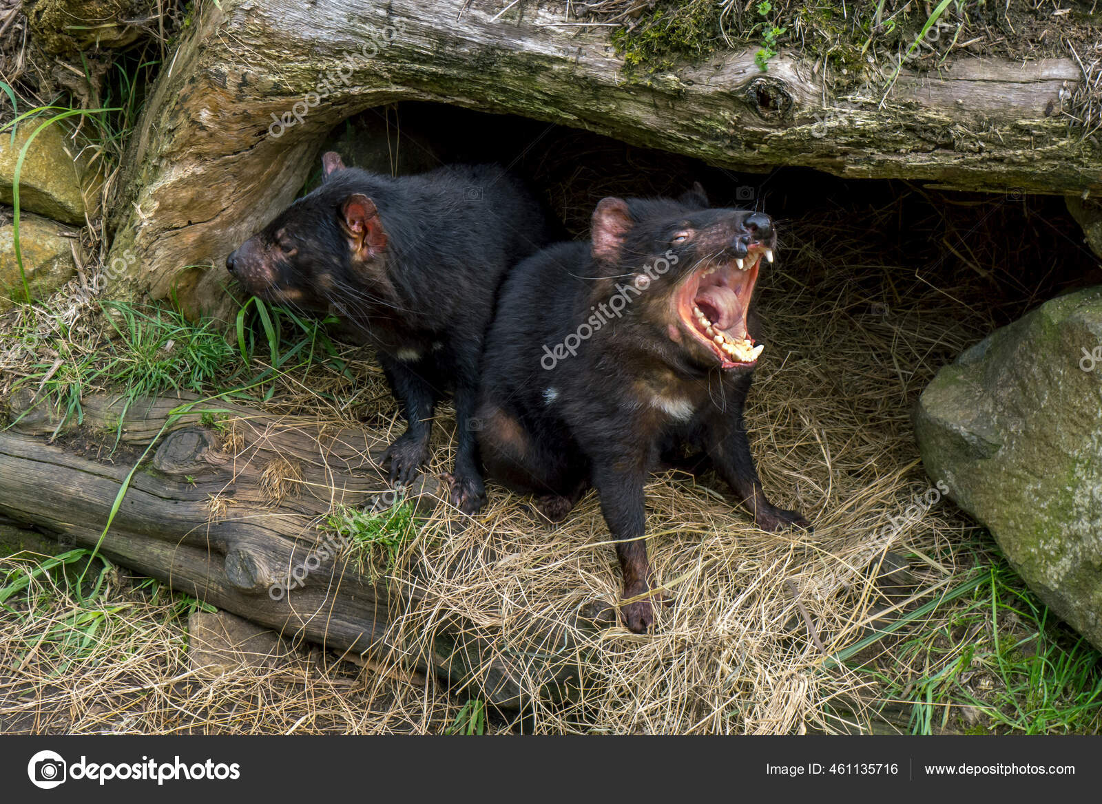 Tasmanian Devil Homes