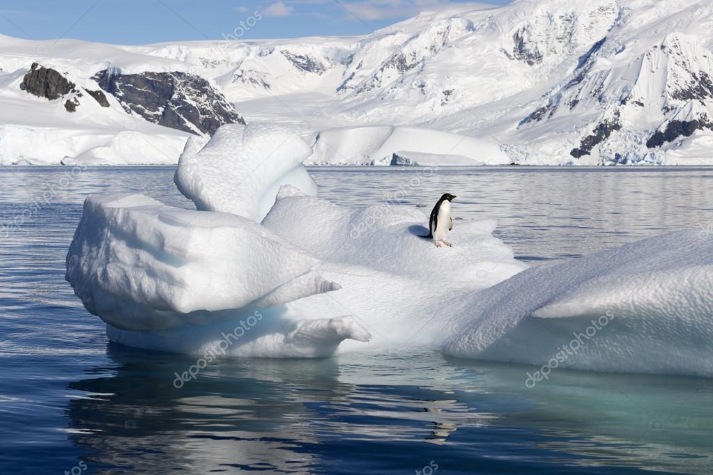 Penguin on glaciers and icebergs in Antarctica Stock Photo by ©Denis ...
