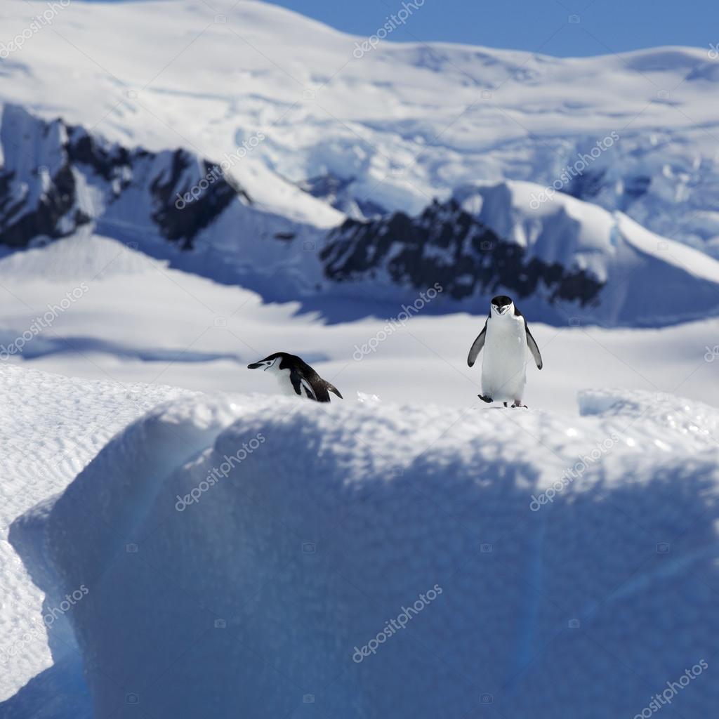 Pingüinos en glaciares e icebergs en la Antártida 2023