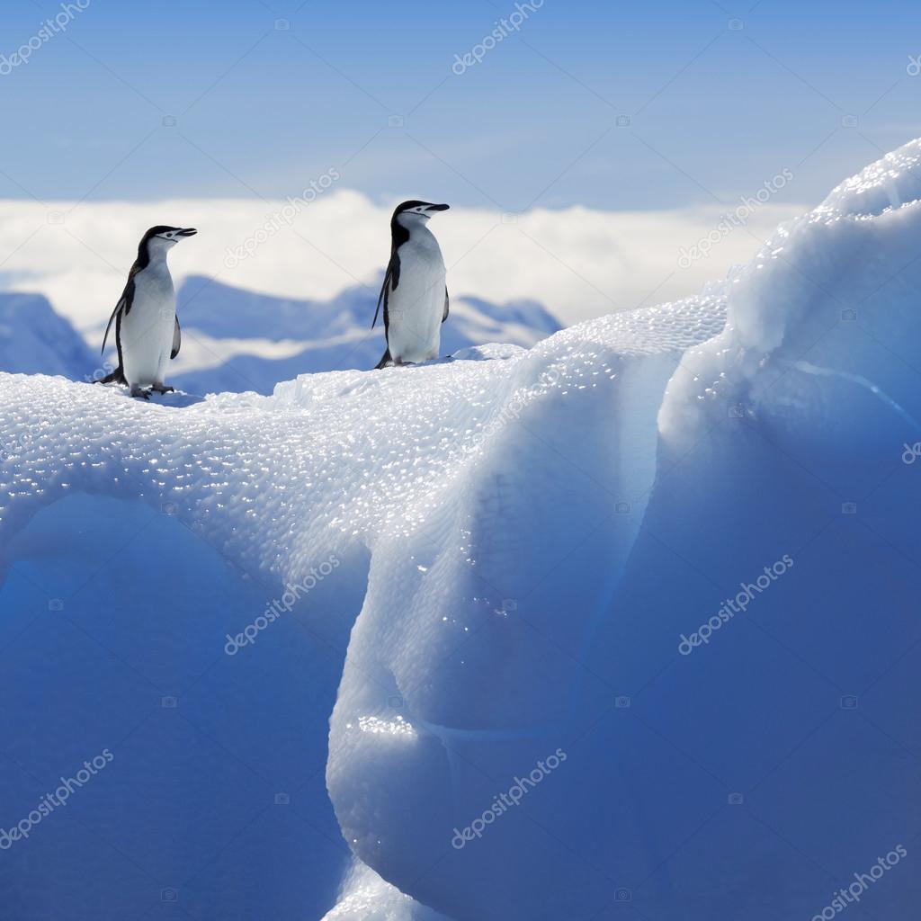 Arctic Landscape With Penguins