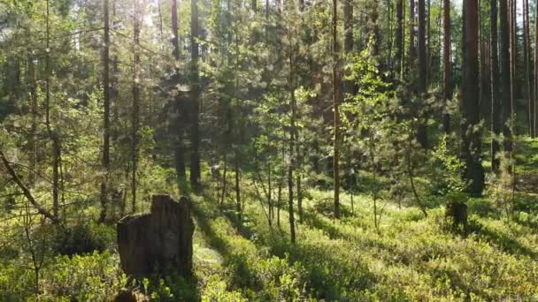 Vidéos pour Hutan pinus oak, Hutan pinus oak clips vidéo HD / 4K ...