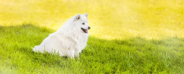 Are Japanese Spitz Yappy