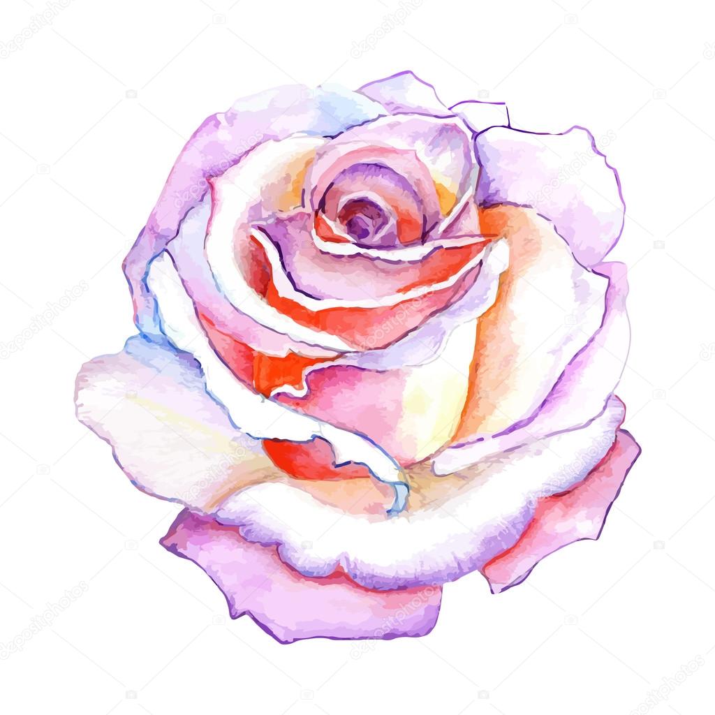 hermosa rosa acuarela pintada a mano aislada sobre fondo blanco. 2023