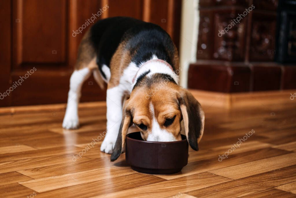 Alimentación Beagle. Beagle cachorro comer comida seca perro de un ...