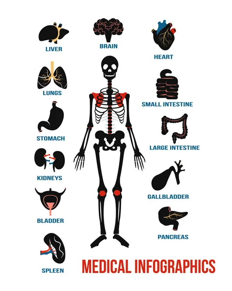 Human anatomy. Man and woman body, skeletal system, internal organs ...