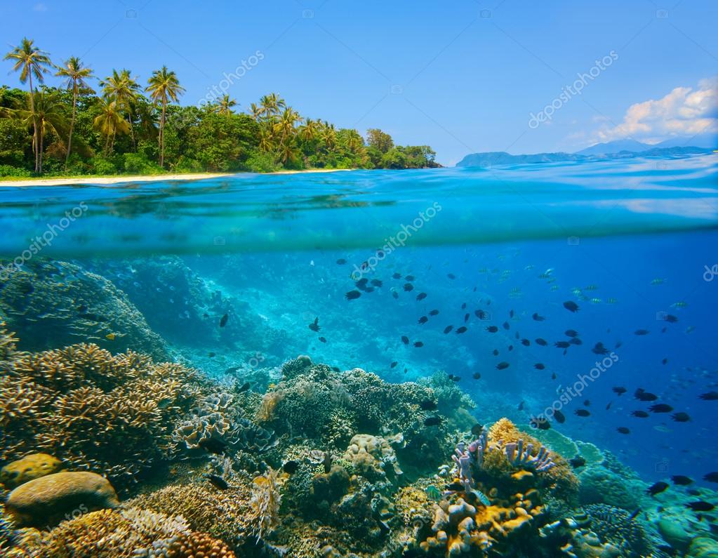 Under Tropical Water