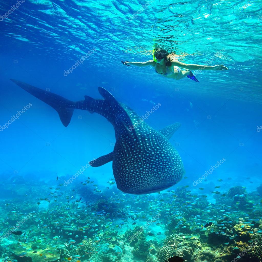 Schnorcheln mit Walhai. – Stockfoto © Soft_light69 #78801884
