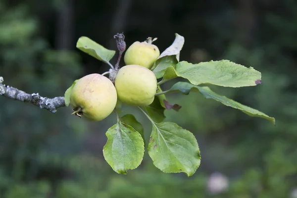 Sidra cultivo de manzana Stock Photos, Royalty Free Sidra cultivo de ...
