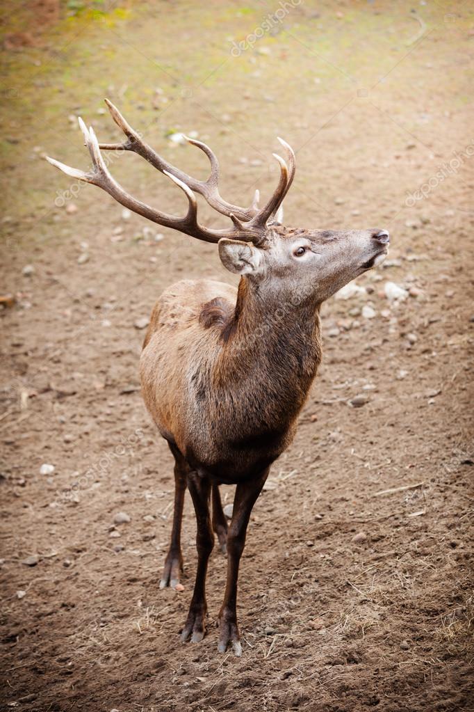 Red deer stag in autumn fall forest Stock Photo by ©Voyagerix 88947496